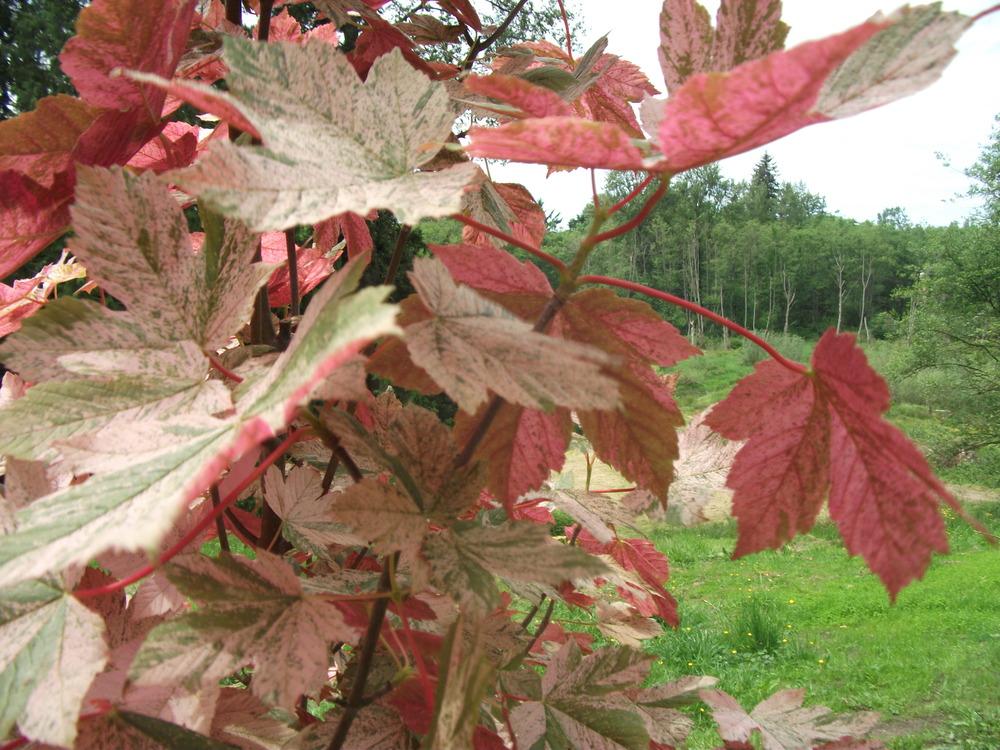 Photo of the leaves of Variegated Sycamore Maple (Acer pseudoplatanus ...