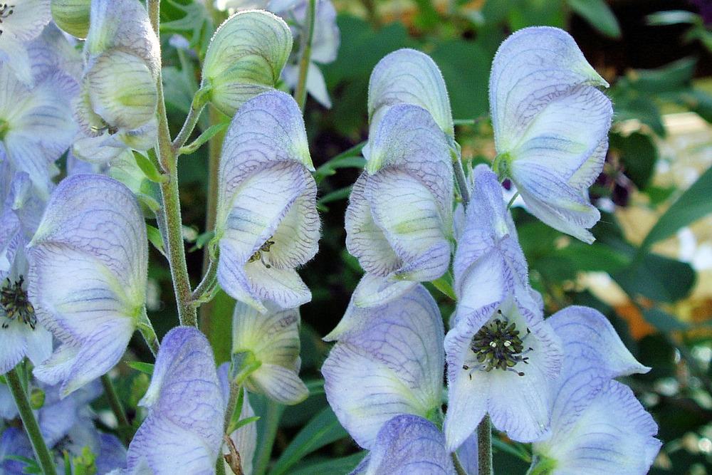 Monkshood (Aconitum 'Stainless Steel') - Garden.org