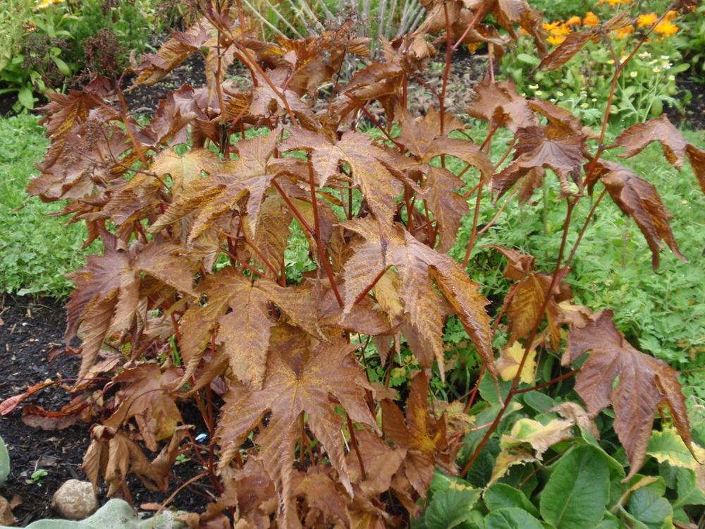 Photo of the fall color of Japanese Meadowsweet (Filipendula x purpurea ...