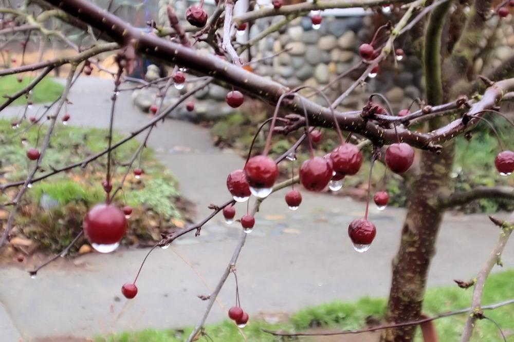 Photo of the fruit of Crabapple (Malus Royal Raindrops®) posted by ...