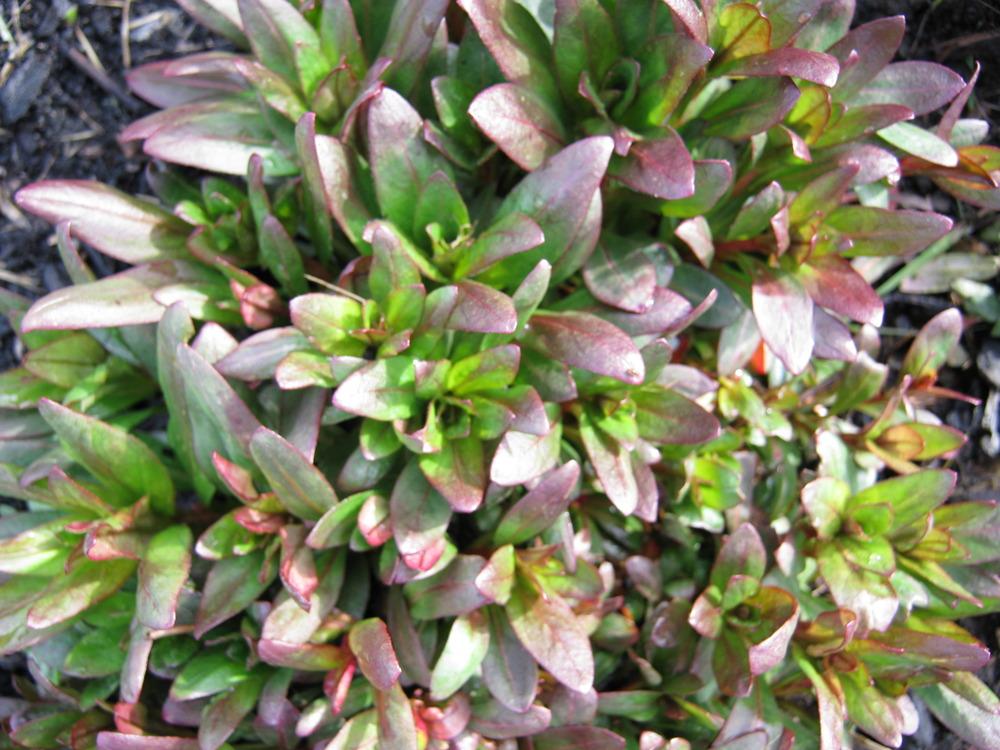 Photo of the emerging growth of Sundrops (Oenothera fruticosa subsp ...