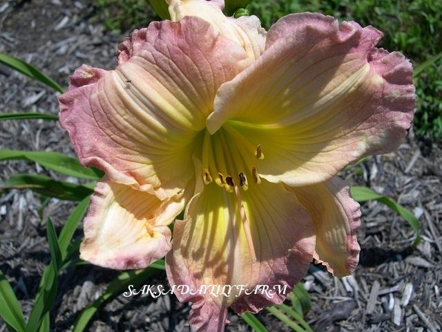 Photo of the bloom of Daylily (Hemerocallis 'Pleasant Edging') posted ...
