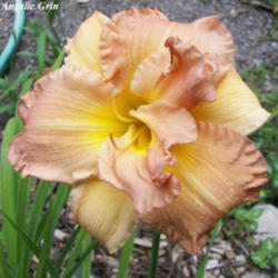 Daylily (Hemerocallis 'Angelic Grin') in the Daylilies Database ...