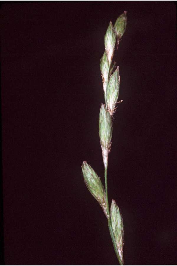 Photo of the closeup of buds, sepals and receptacles of Palm Sedge ...
