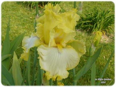 Tall Bearded Iris (Iris 'Heritage Lace') in the Irises Database ...