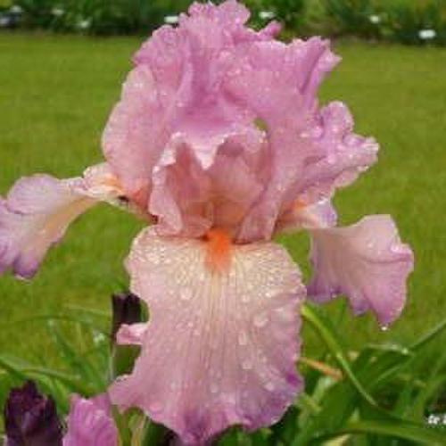 Tall Bearded Iris (Iris 'Enchanted World') in the Irises Database ...