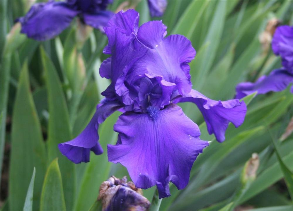 Photo of the bloom of Tall Bearded Iris (Iris 'Dusky Challenger ...