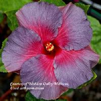 Tropical Hibiscus (Hibiscus rosa-sinensis 'Venus Rising') in the ...