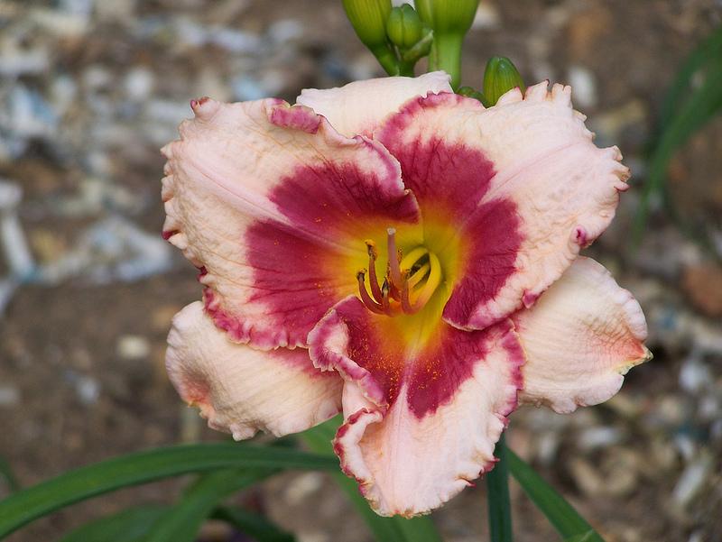 Daylily (Hemerocallis 'Peppermint Rage') in the Daylilies Database ...