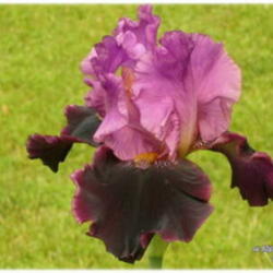 Photo of the bloom of Tall Bearded Iris (Iris 'Violet Turner') posted by KentPfeiffer - Garden.org