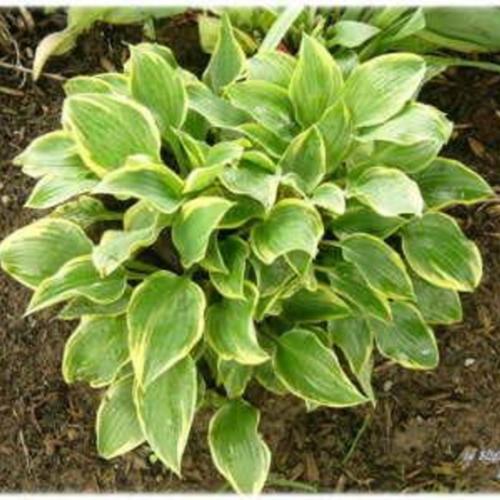 Hosta 'Angel Feathers' in the Hostas Database - Garden.org
