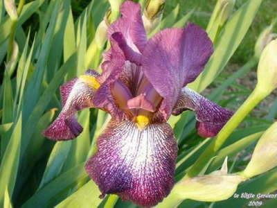Photo of the bloom of Tall Bearded Iris (Iris 'Splash o' Wine') posted ...