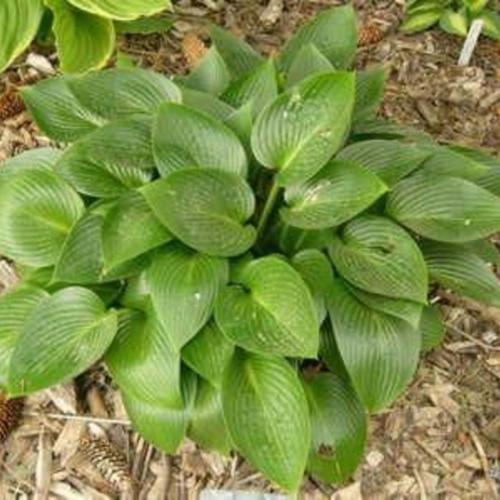 Hosta 'Canadian Shield' in the Hostas Database - Garden.org