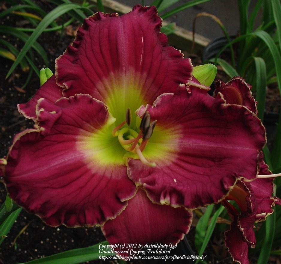 Daylily (Hemerocallis 'China Clipper') in the Daylilies Database ...