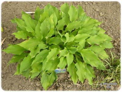 Hosta 'Elisabeth' in the Hostas Database - Garden.org