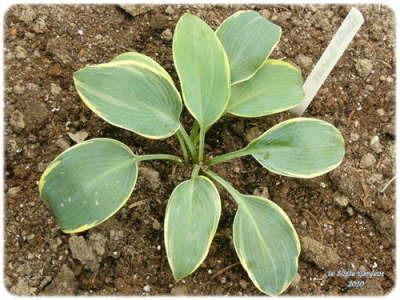 Photo of the leaves of Hosta 'Frosted Dimples' posted by Joy - Garden.org