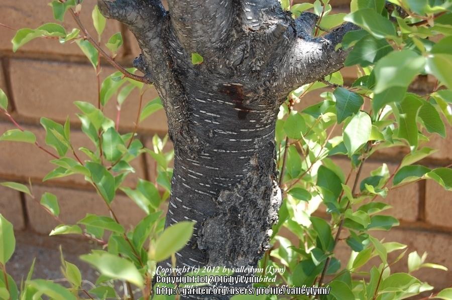 Photo of the stem, scape, stalk or bark of Chokecherry (Prunus ...