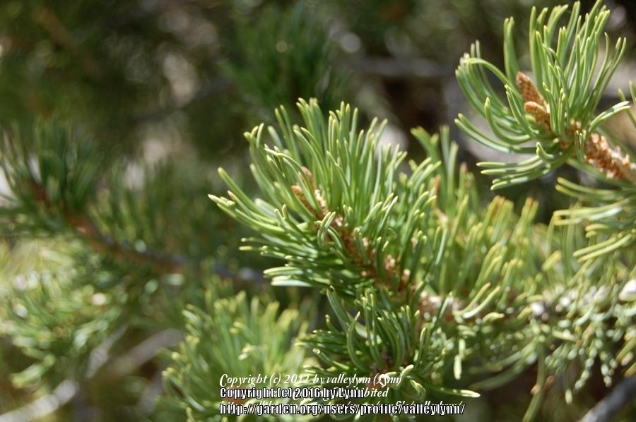 Photo of the leaves of Two-Needle Pinon Pine (Pinus edulis) posted by ...