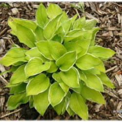 Hosta 'Moonlight' in the Hostas Database - Garden.org
