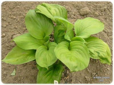 Hosta 'Mojito' in the Hostas Database - Garden.org