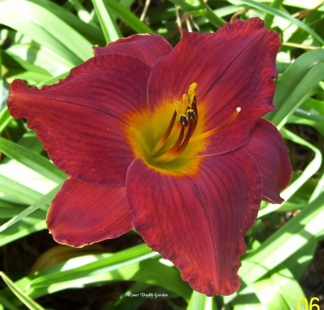 Daylily (Hemerocallis 'Apollo's Chariot') in the Daylilies Database ...