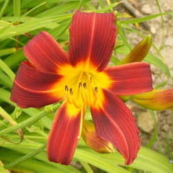 Daylily (Hemerocallis 'Red Magic') in the Daylilies Database - Garden.org