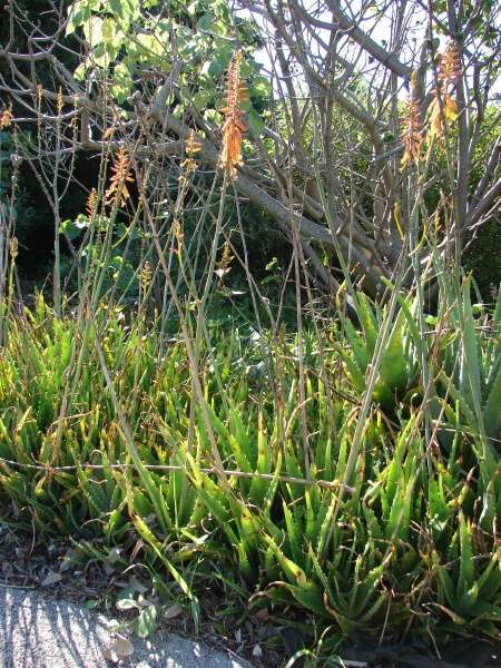 Aloe (Aloe massawana) in the Aloes Database - Garden.org