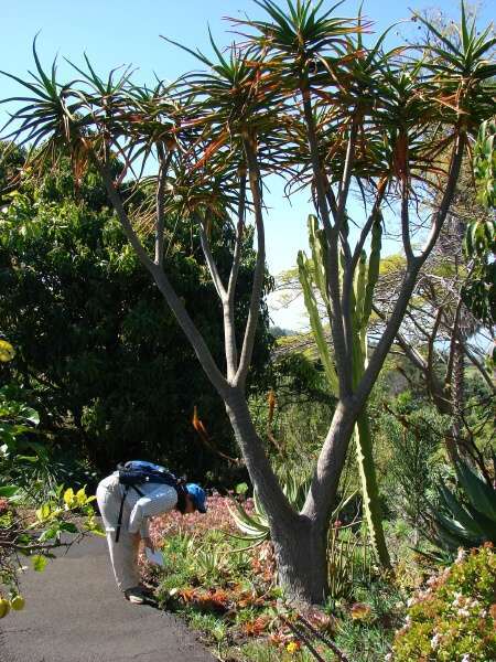 Giant Aloe Tree
