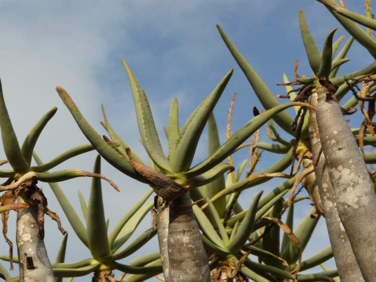 Photo of the leaves of Quiver Tree (Aloidendron dichotomum) posted by ...