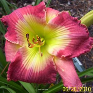 Daylily (Hemerocallis 'Honey Lips') in the Daylilies Database - Garden.org