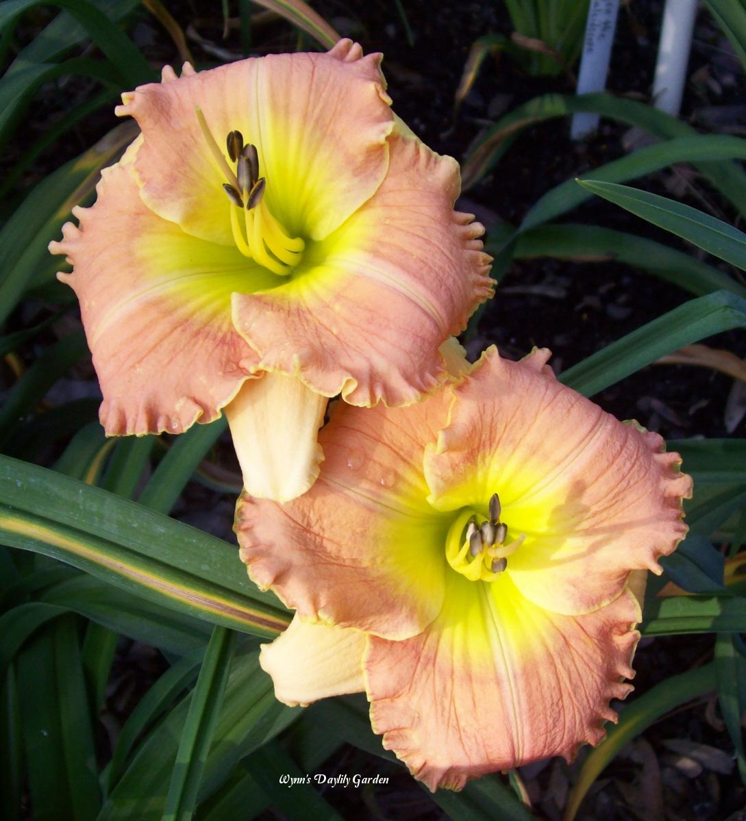 Photo of the bloom of Daylily (Hemerocallis 'Panama Sunset') posted by ...