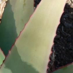 Arabian Aloe (Aloe rubroviolacea) in the Aloes Database - Garden.org