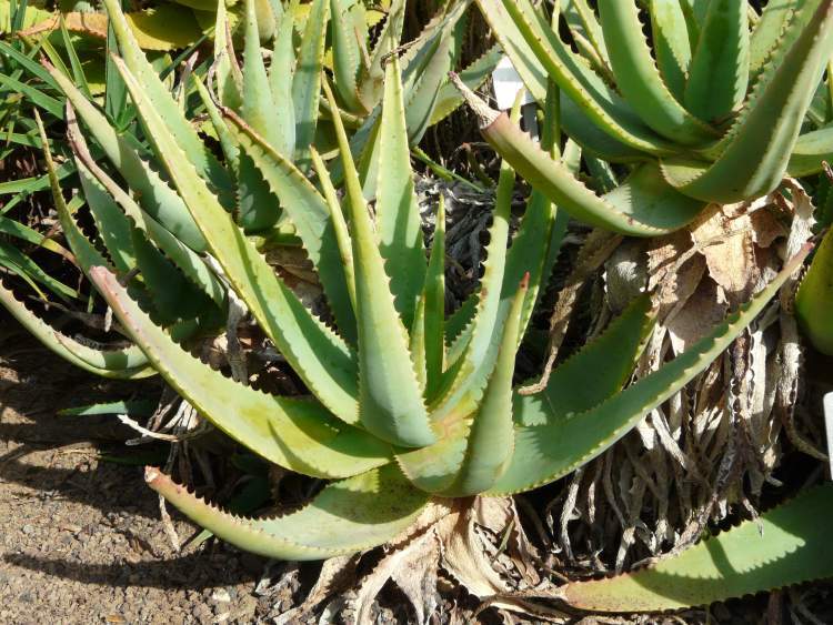 Haamaaresaa (Aloe pubescens) in the Aloes Database - Garden.org