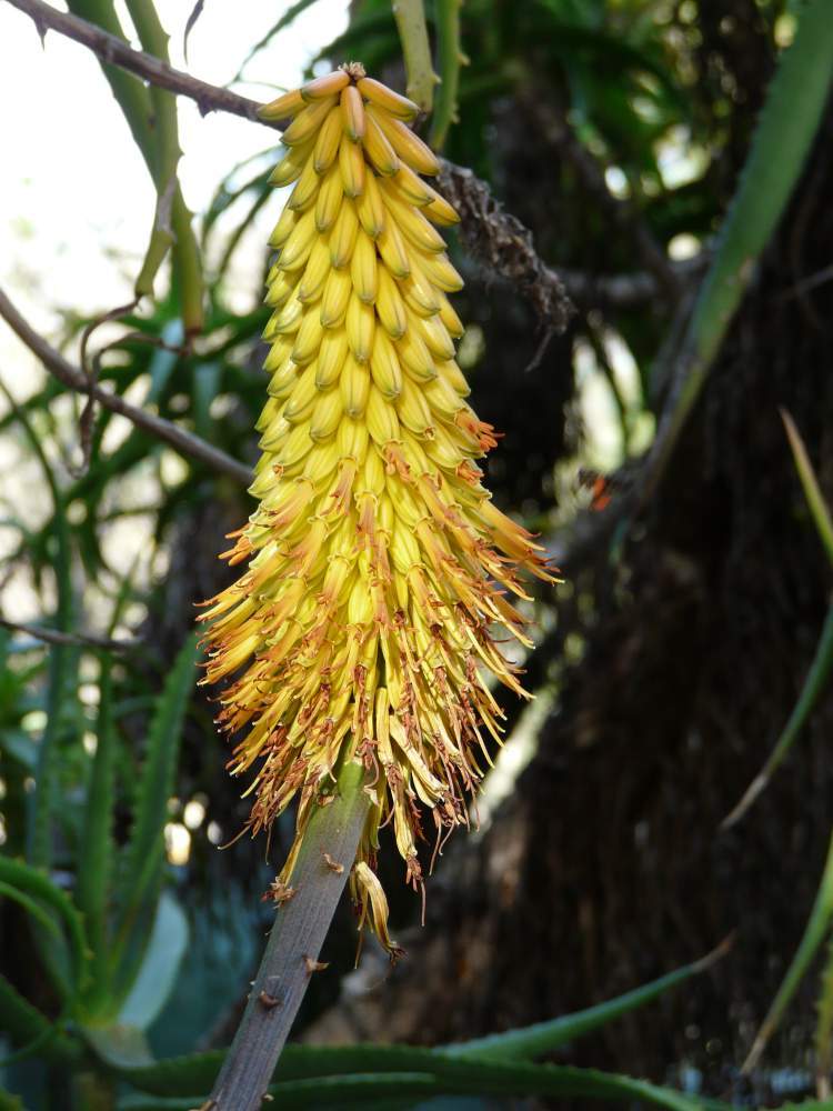 Bottlebrush Aloe (Aloe rupestris) in the Aloes Database - Garden.org