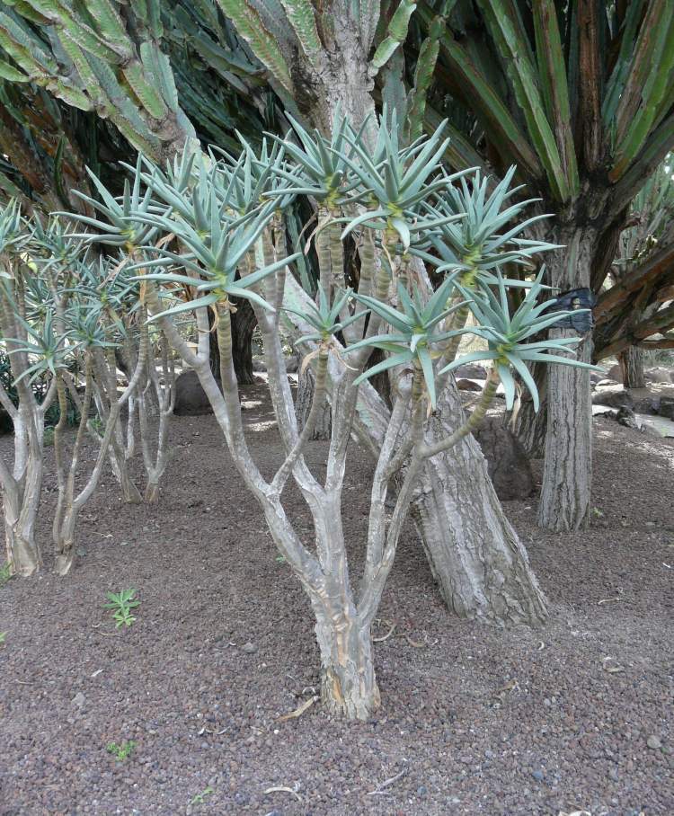 Photo of the entire plant of Maiden's Quiver Tree (Aloidendron ...