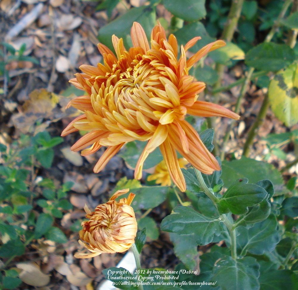 Photo of the bloom of Football Mum (Chrysanthemum 'Cheerleader') posted ...
