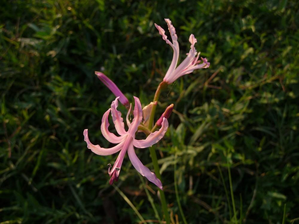 Cape Lilies: Plant Care and Collection of Varieties - Garden.org