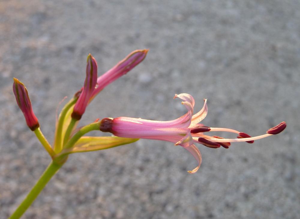 Cape Lilies: Plant Care and Collection of Varieties - Garden.org