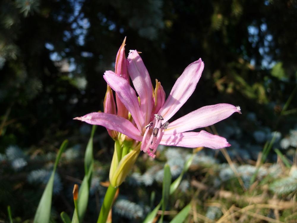 Cape Lilies: Plant Care and Collection of Varieties - Garden.org