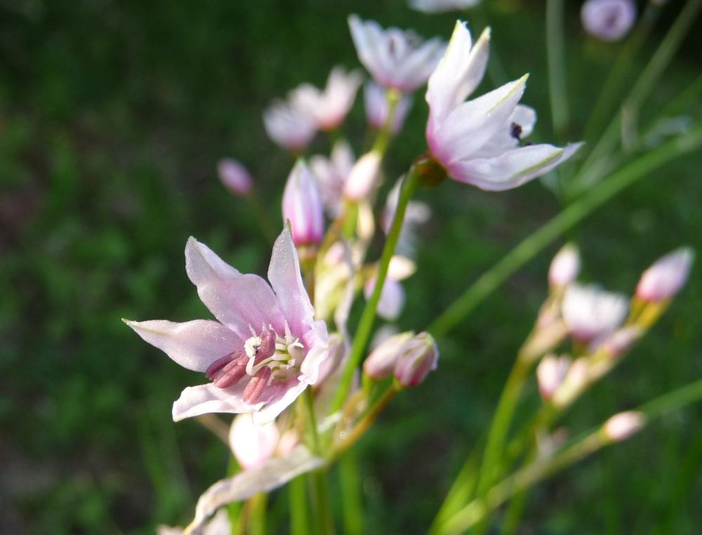 Cape Lilies: Plant Care and Collection of Varieties - Garden.org