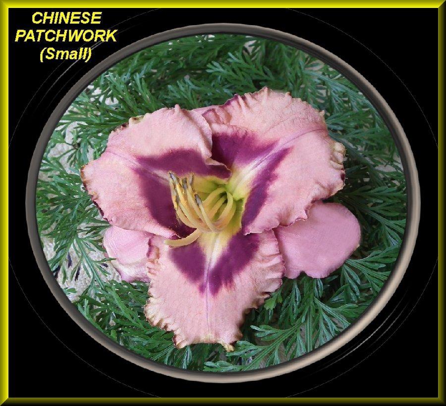 Photo of the bloom of Daylily (Hemerocallis 'Chinese Patchwork') posted ...