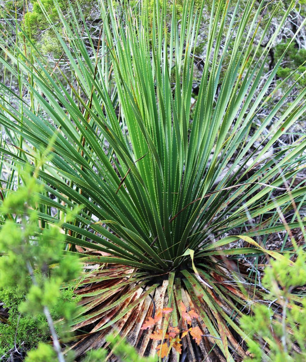 Photo of the entire plant of Lindheimer's Beargrass (Nolina ...