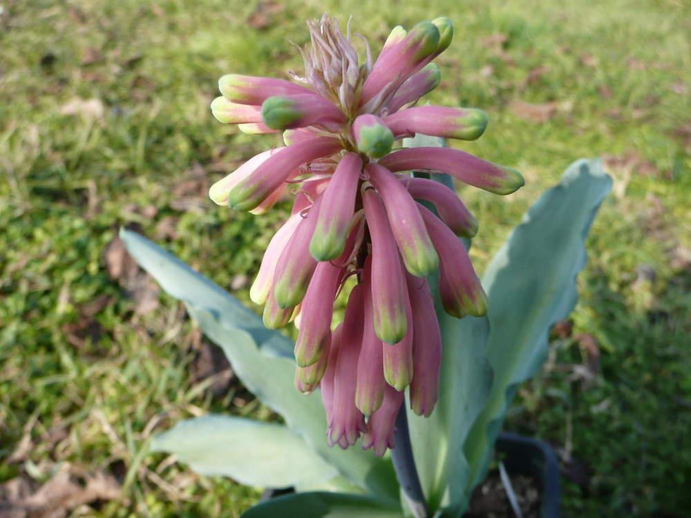 Sand Lily (Veltheimia capensis) - Garden.org