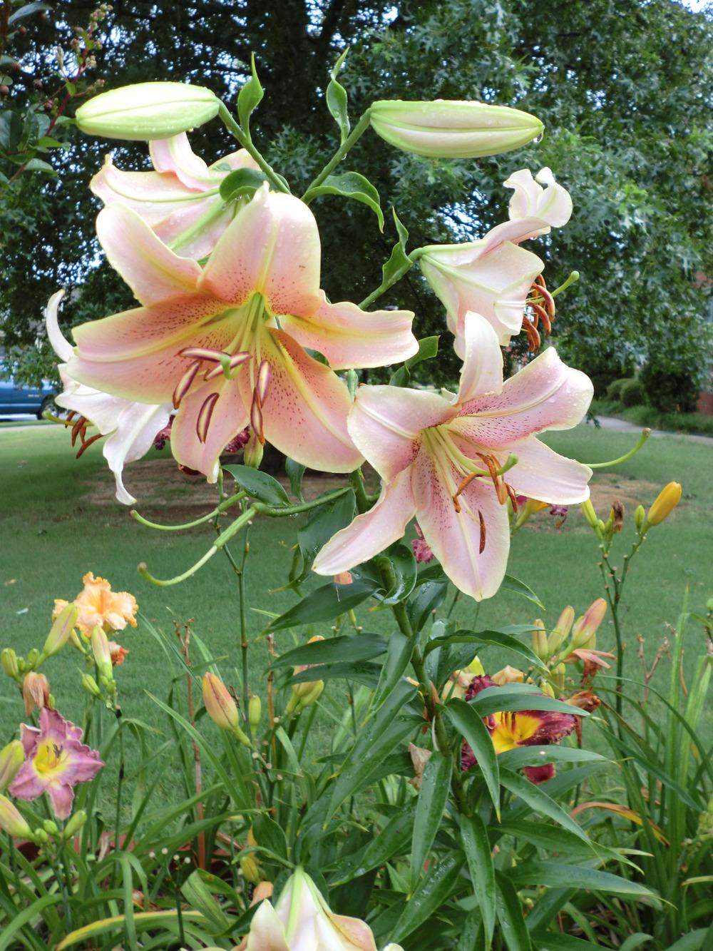 Photo of the bloom of Lily (Lilium 'Red Hot') posted by Ditchlily ...