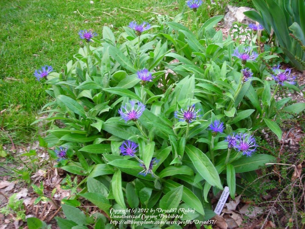 Photo of the entire plant of Mountain Cornflower (Centaurea montana ...