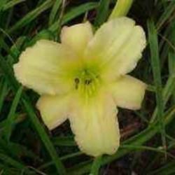 Photo of the bloom of Daylily (Hemerocallis 'Delicate Design') posted ...
