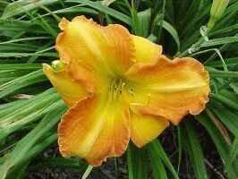 Daylily (Hemerocallis 'Bold Streaker') in the Daylilies Database - Garden.org