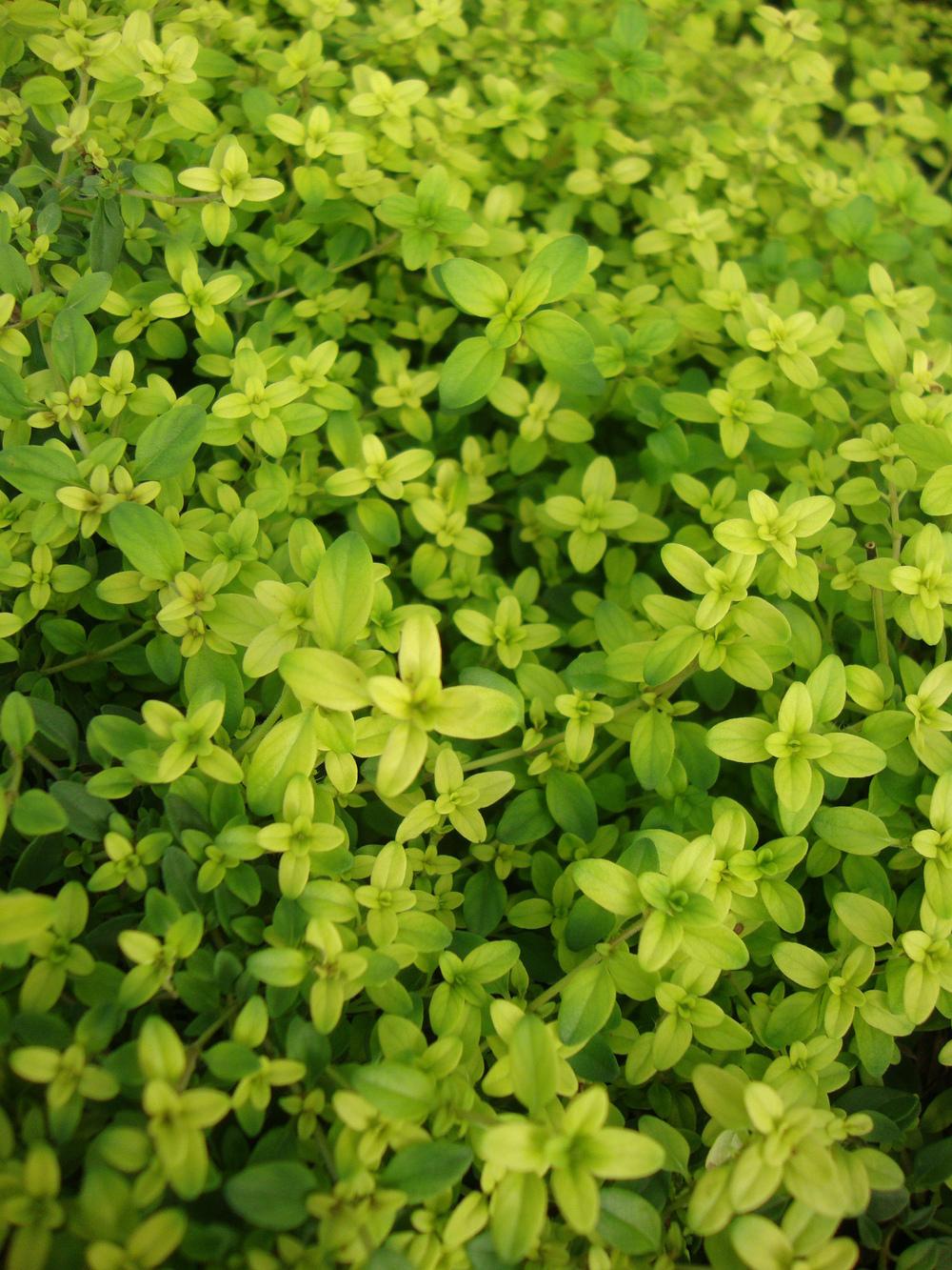 Photo of the entire plant of Golden Lemon Thyme (Thymus pulegioides ...