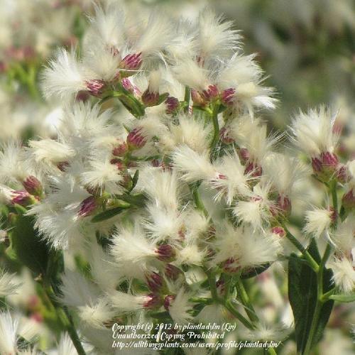 Sea Myrtle (Baccharis halimifolia) - Garden.org