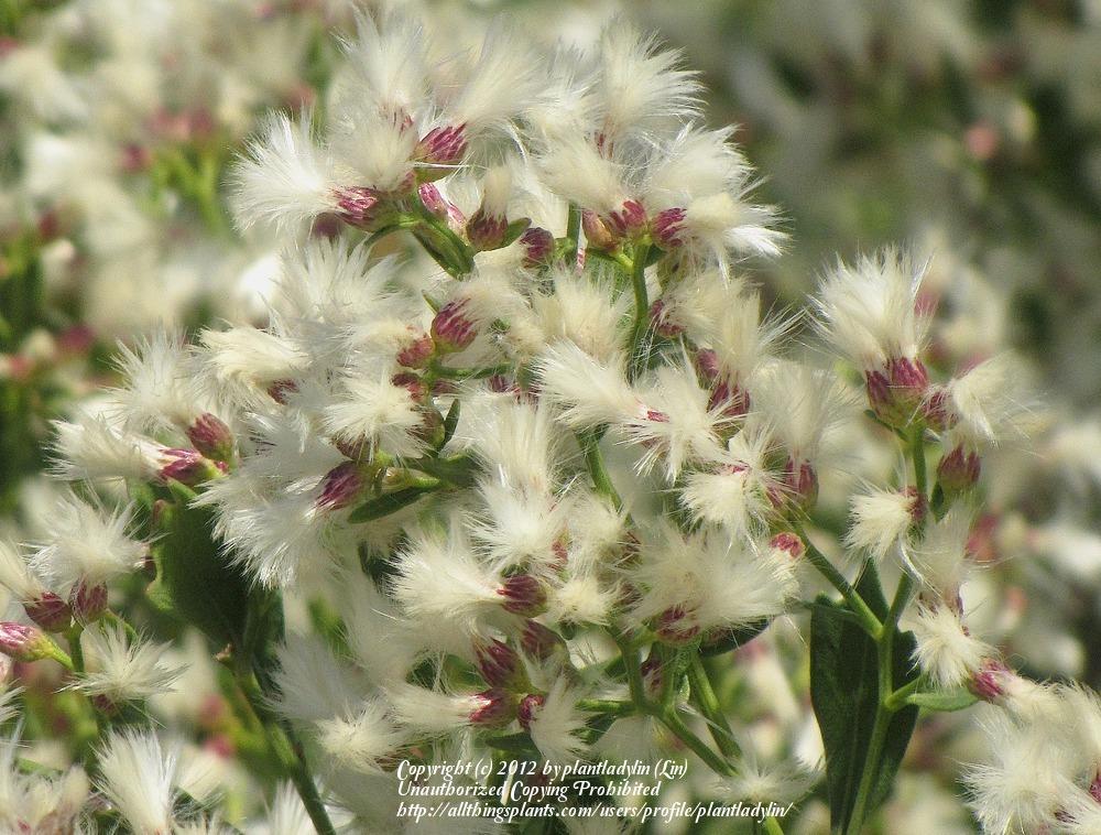 Sea Myrtle (Baccharis halimifolia) - Garden.org
